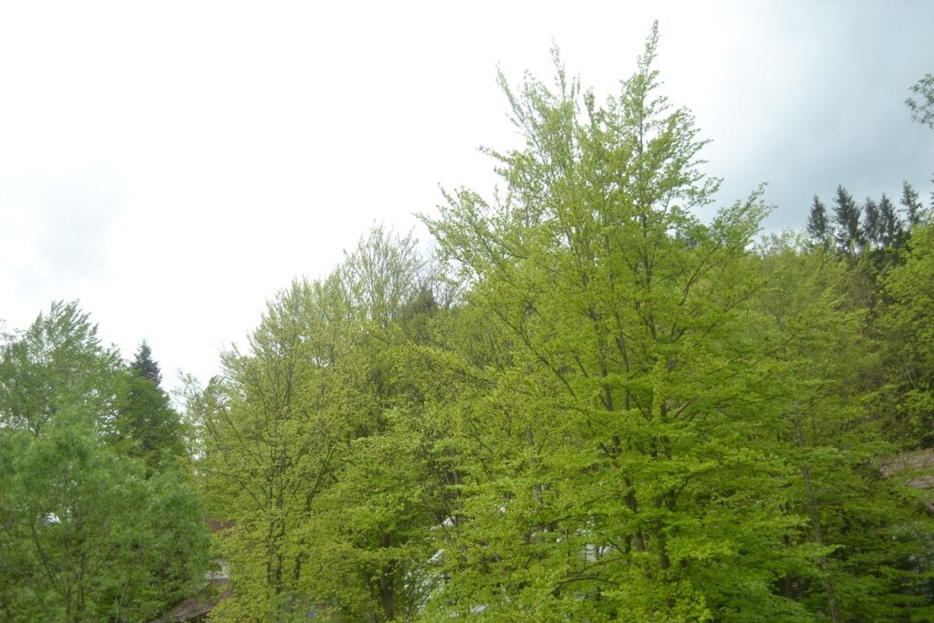 What is White Balance in Photography - Explained