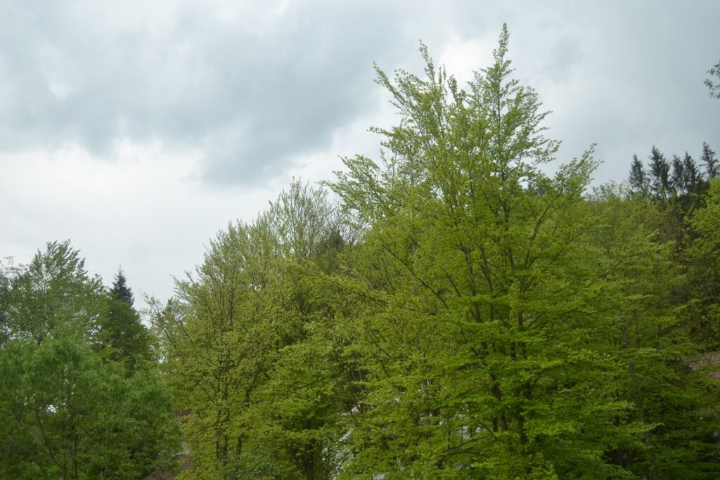 What is White Balance in Photography - Explained